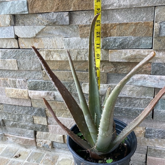 Accents | Vibrant Orange Aloe Vera Plant | Poshmark